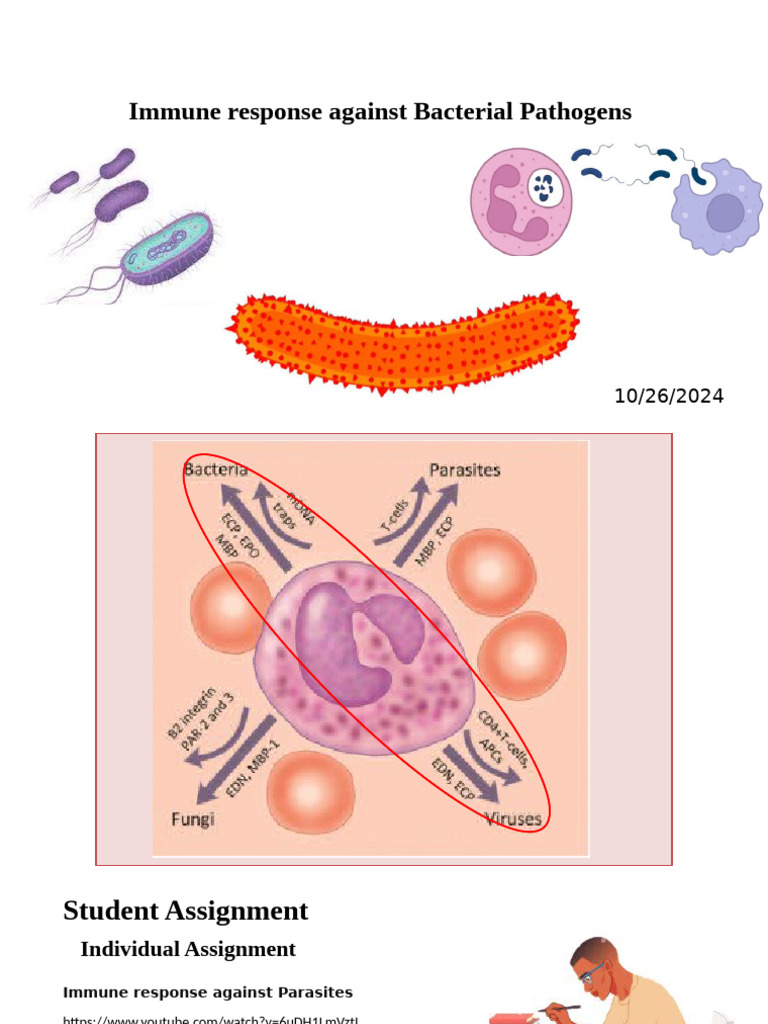 Bacterial Immunity (11.23.2024) | PDF | Immune System | T Helper Cell