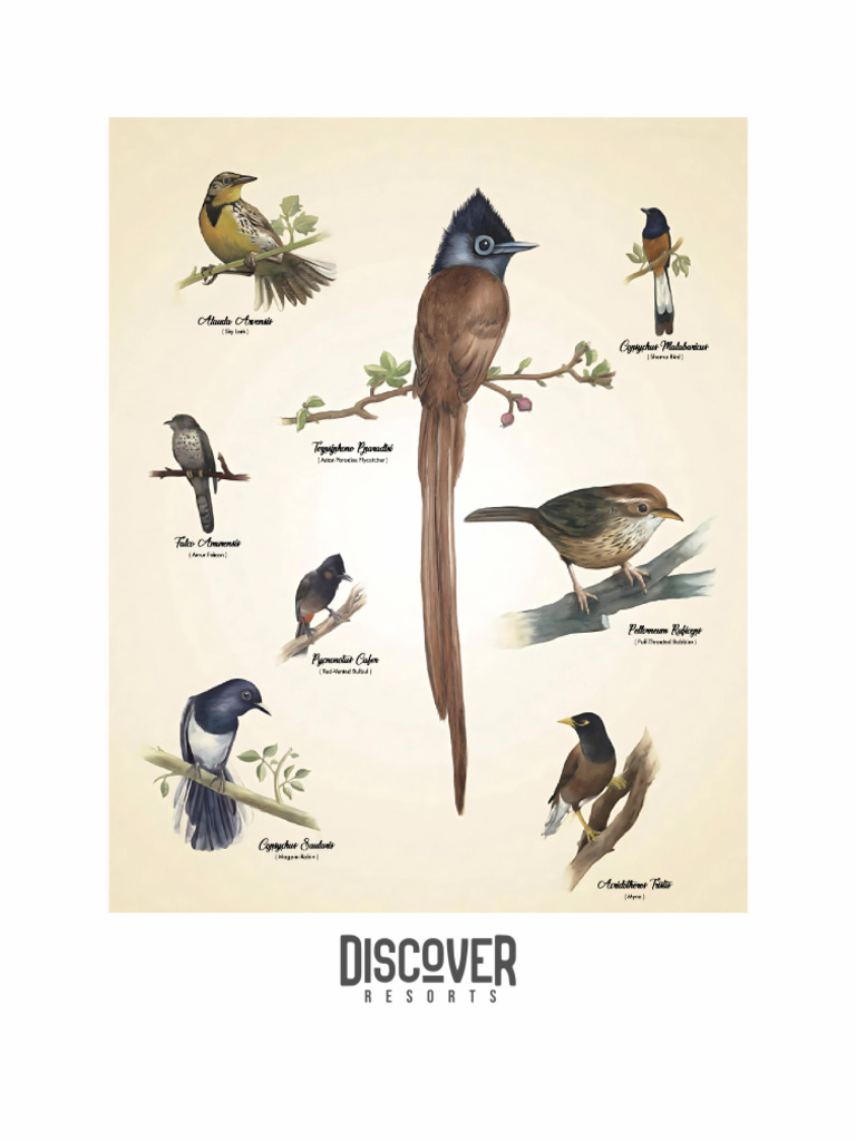 Bird 40x50 | PDF