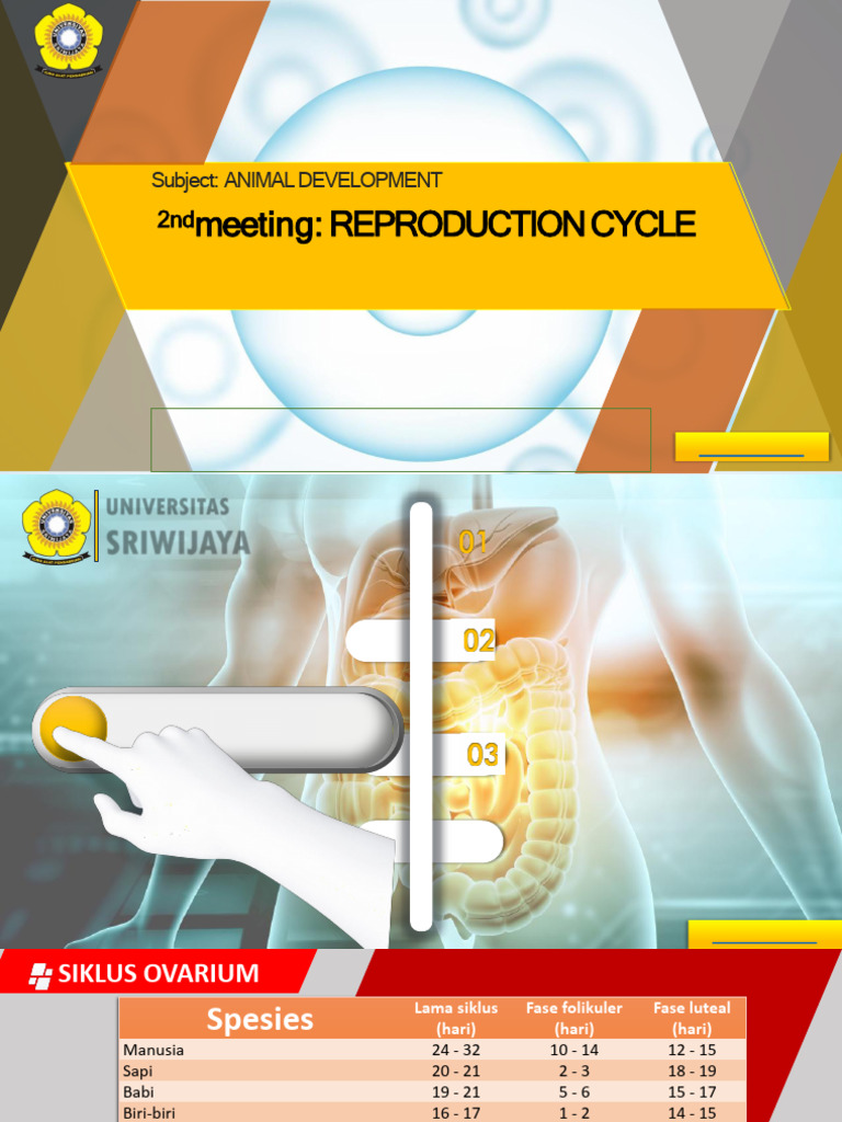 2 Reproduction Cycle Pdf Menstrual Cycle Sex