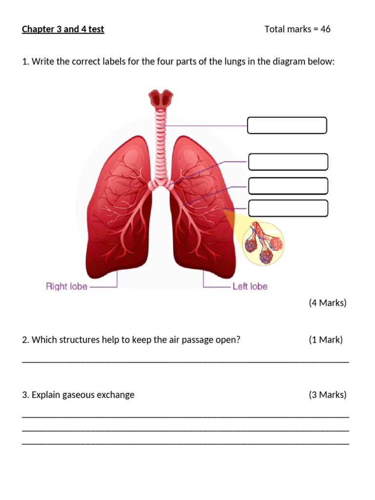 Lungs and Heart Anatomy Test Guide | PDF | Breathing | Lung