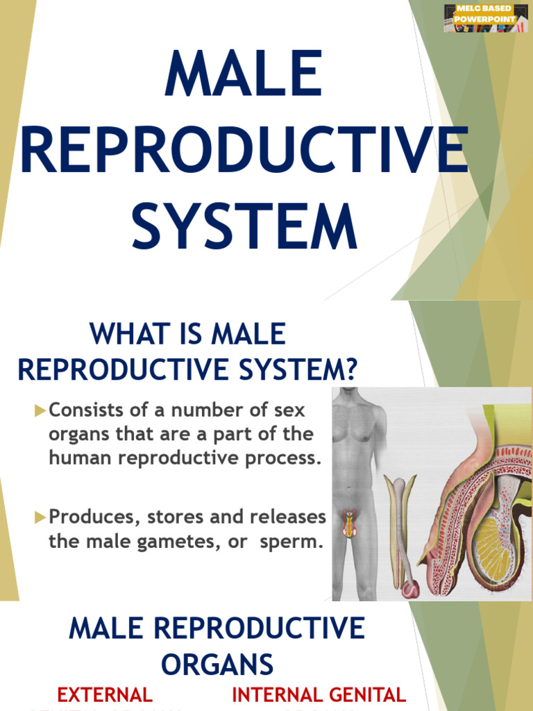 Overview of Male Reproductive System | PDF | Testicle | Luteinizing Hormone