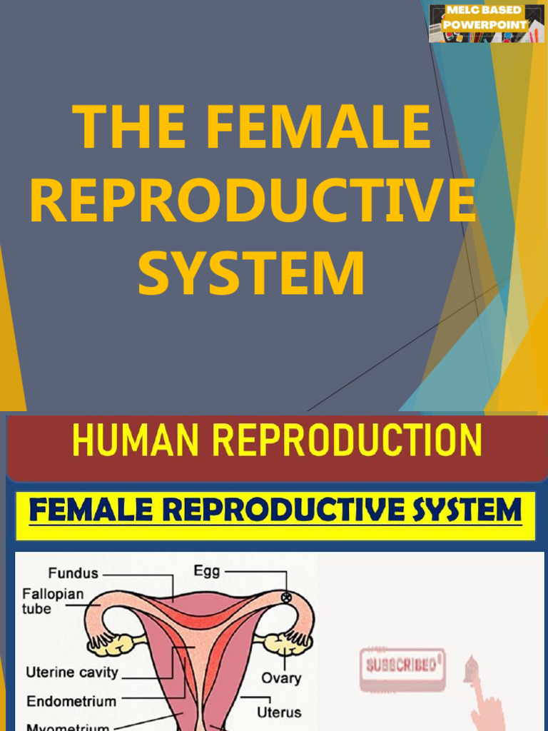 Female Reproductive System | PDF | Uterus | Luteinizing Hormone
