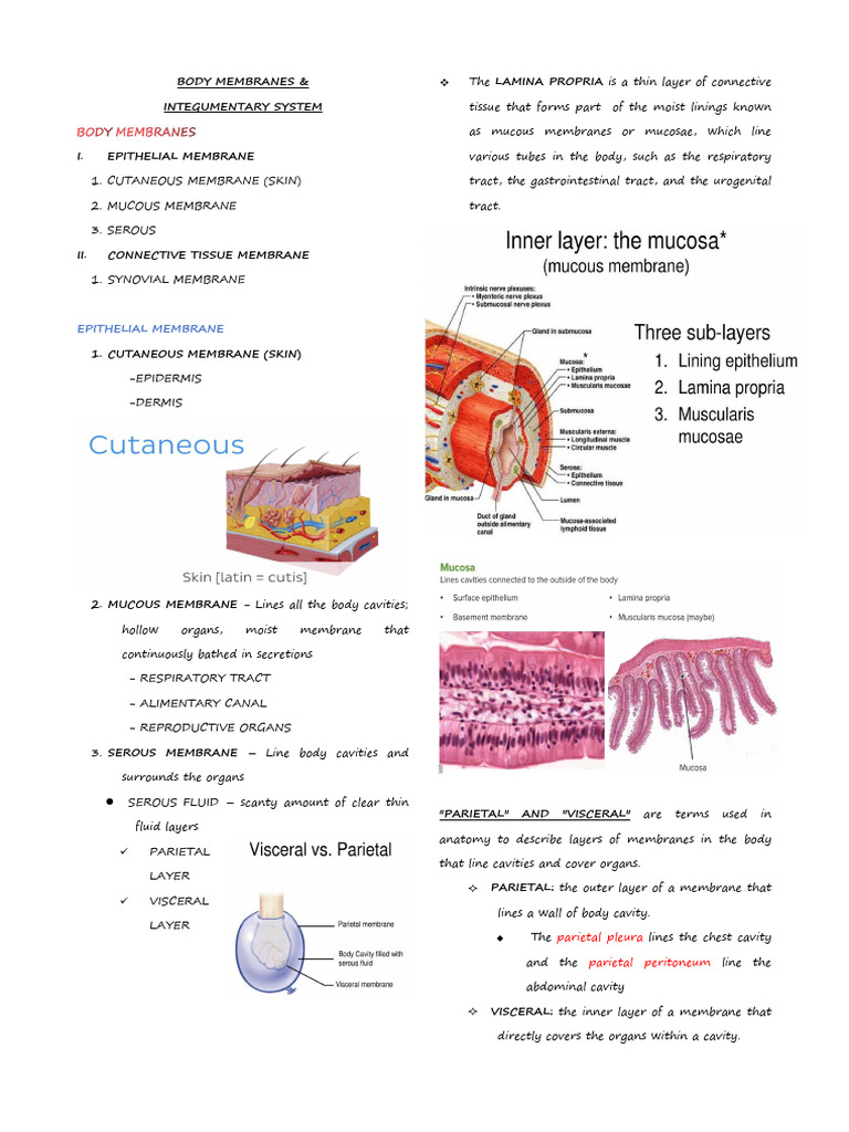 MEMBRANES&INTEGUMENTARY | PDF | Skin | Epidermis