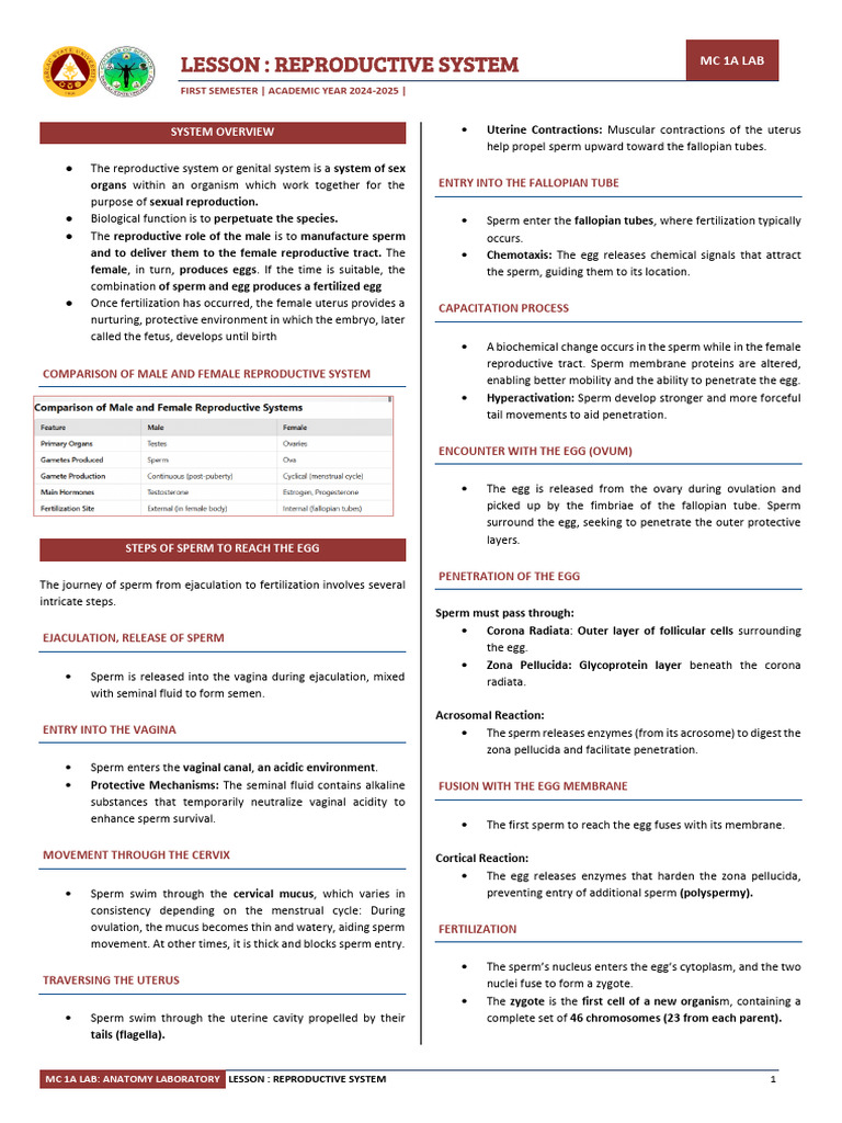 REPRODUCTIVE SYSTEM (LAB) | PDF | Reproductive System | Uterus