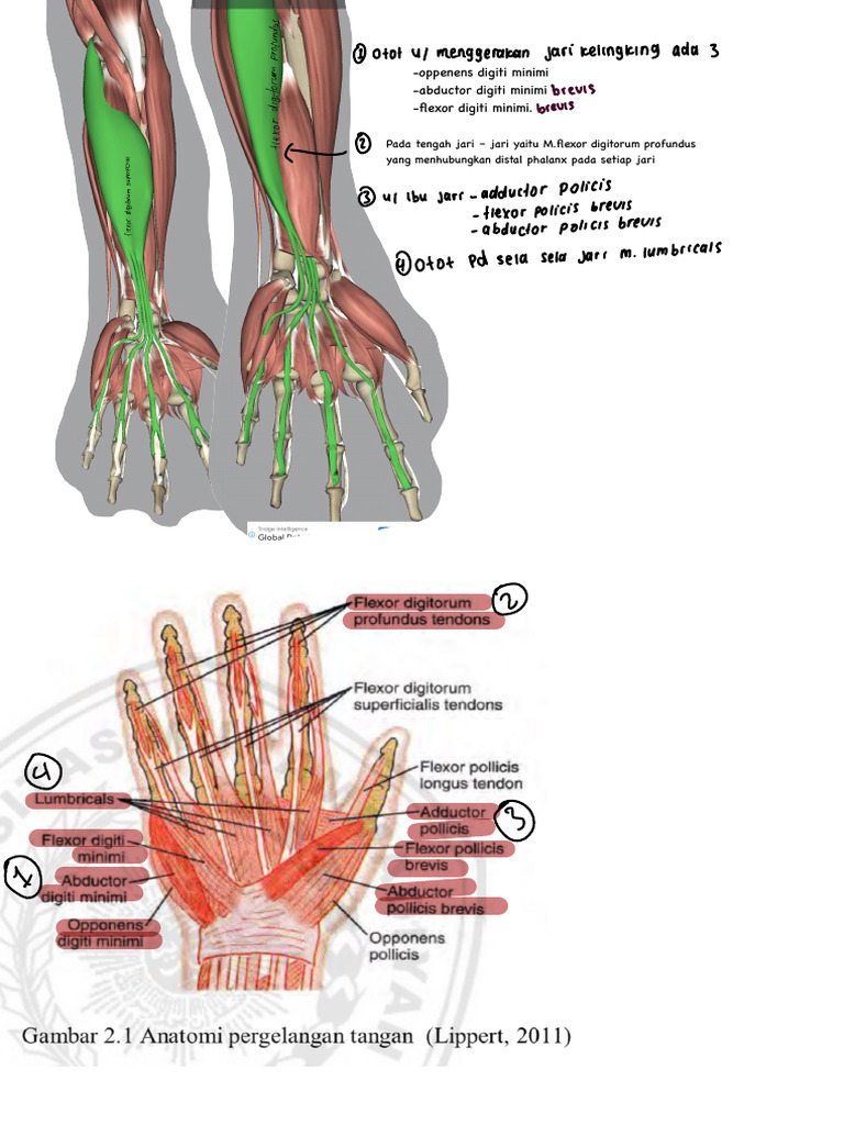 Otot Tangan Flexor | PDF
