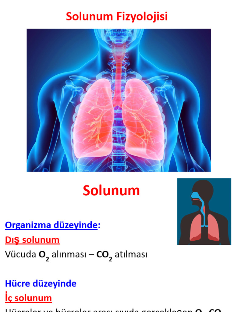 2-3 hafta Diş Hek Solunum Fizyolojisi.pptx | PDF