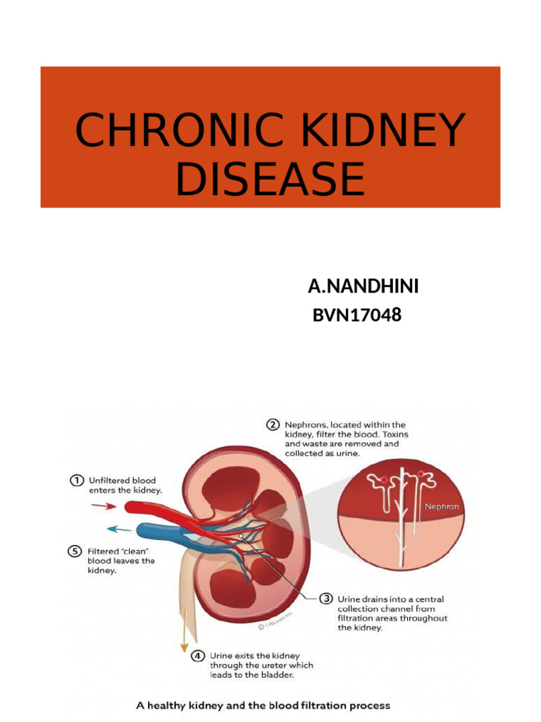 CKD in dogs | PDF | Chronic Kidney Disease | Kidney