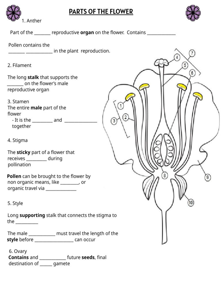 Flower Structure Doodle Notes Example | PDF | Flowers | Branches Of Botany