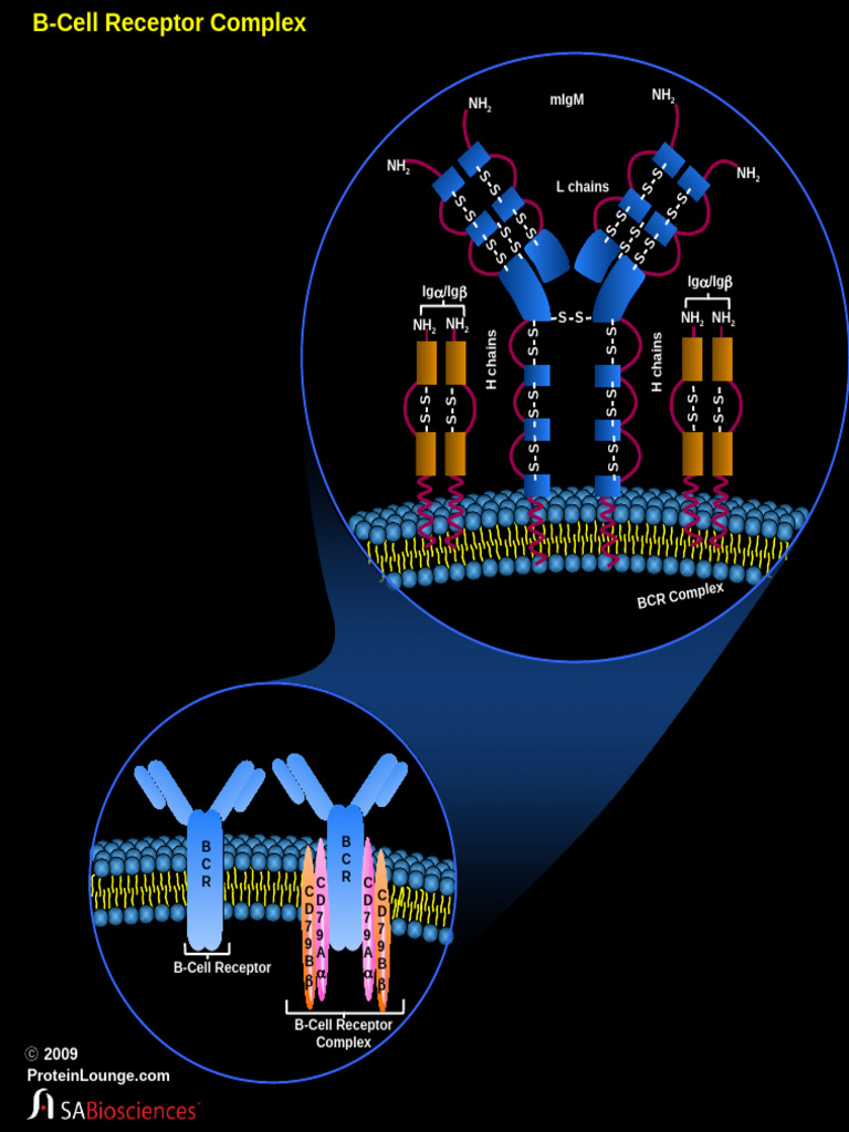 B-Cell Receptor Pathway | PDF | B Cell | Cell Signaling