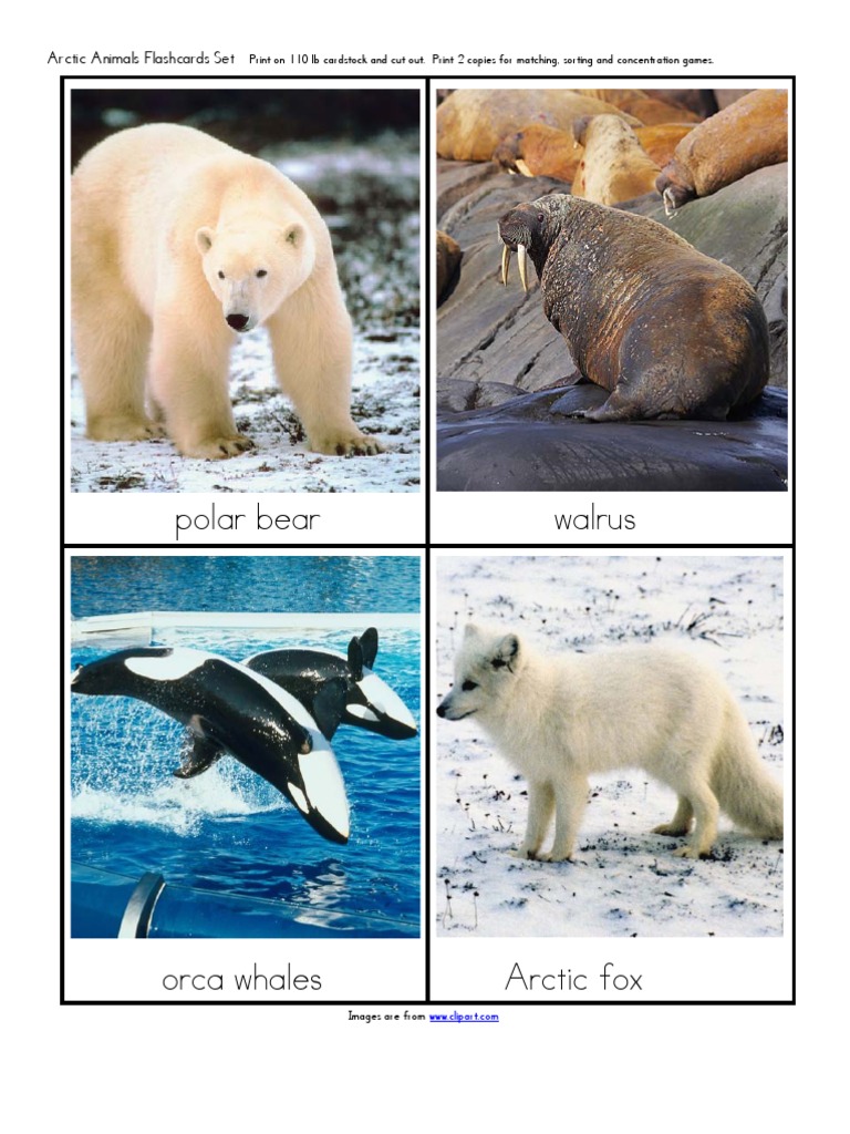 Arctic Animals Flashcards for Kids | PDF | Home & Garden