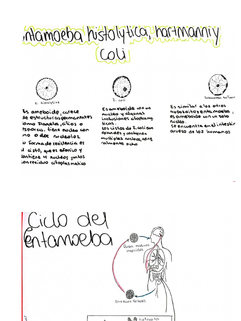 Entamoeba Histolytica, Hartmanni y Coli - ALLYSON CHOEZ | PDF