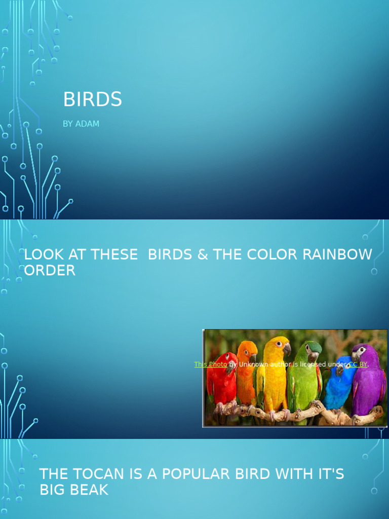 Bird | PDF
