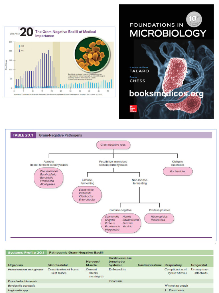 06 The Gram Negative Bacilli of Medical Importance | PDF | Salmonella ...