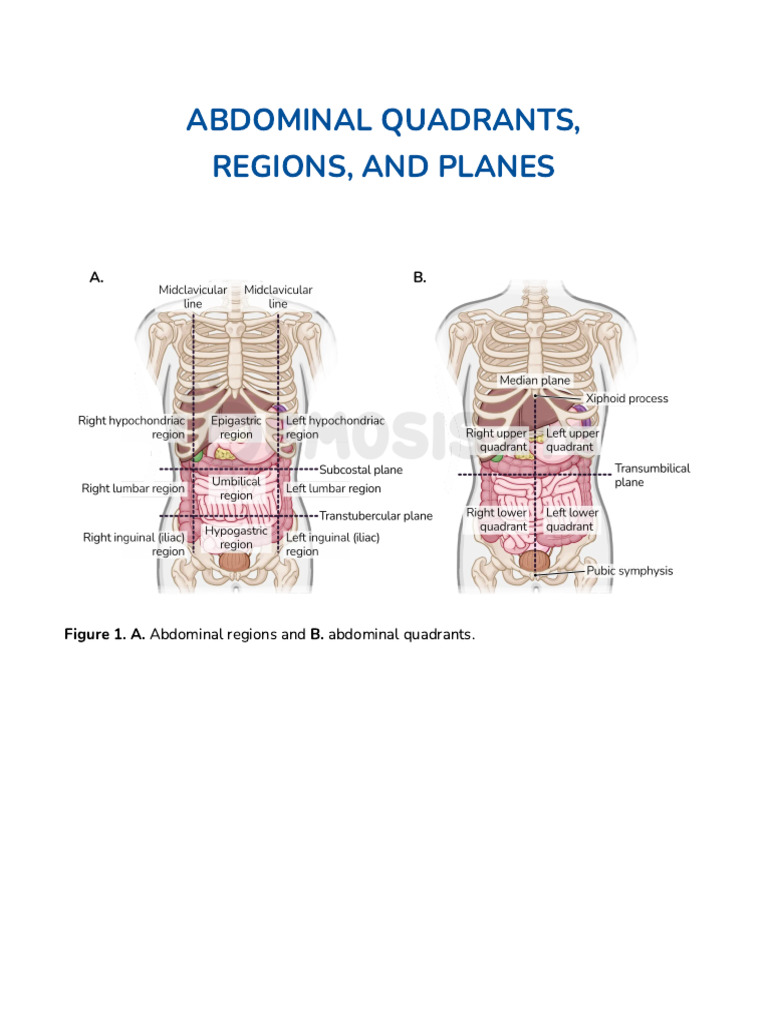 Abdominal Quadrants, Regions and Planes - Video - Osmosis | PDF