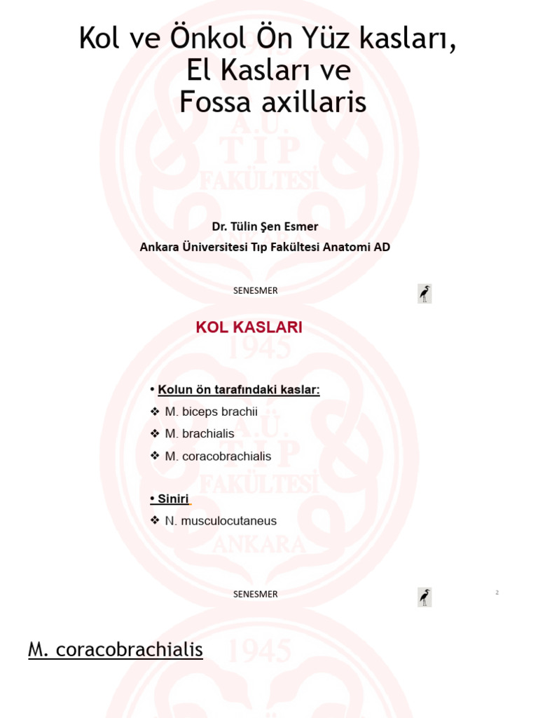Kaslar | PDF