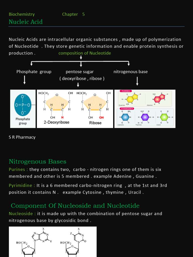 Nucleic Acids Chap.5 Biochemistry | PDF