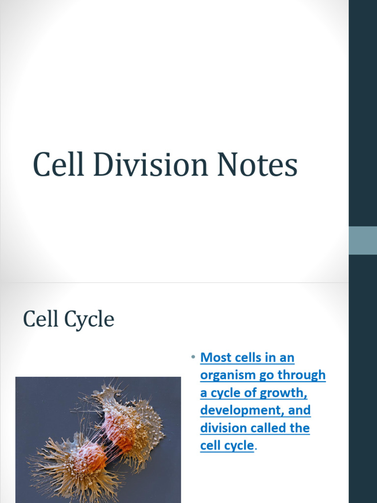 Cell Division Notes | PDF | Mitosis | Cell Anatomy