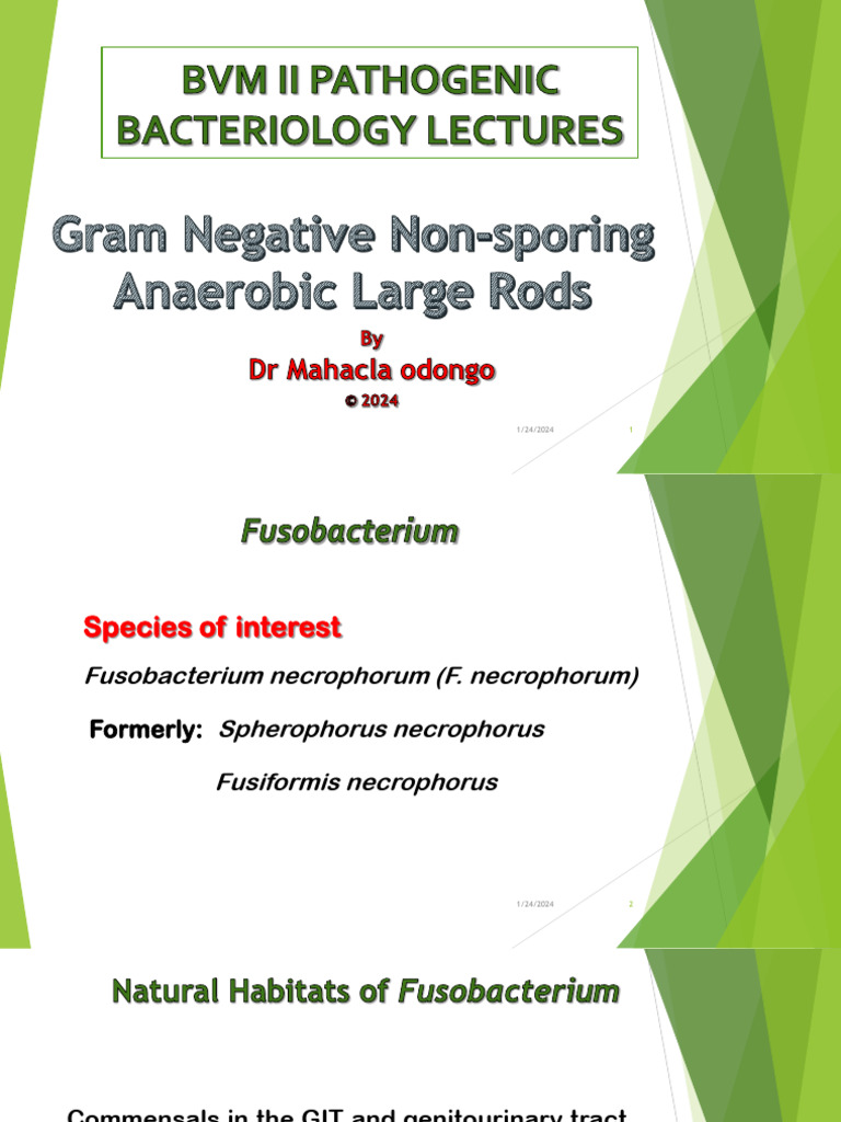 Fusobacterium and Dichelobacter 2024 | PDF | Diseases And Disorders | Microbiology