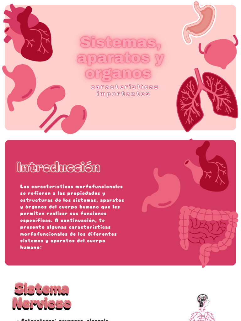 Presentación Órganos Del Cuerpo Humano | PDF | Homeostasis | Tracto ...