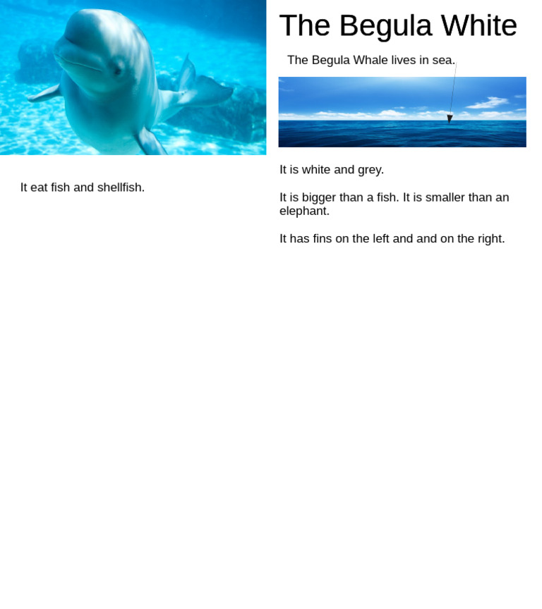 Kids' Guide to the Begula Whale | PDF