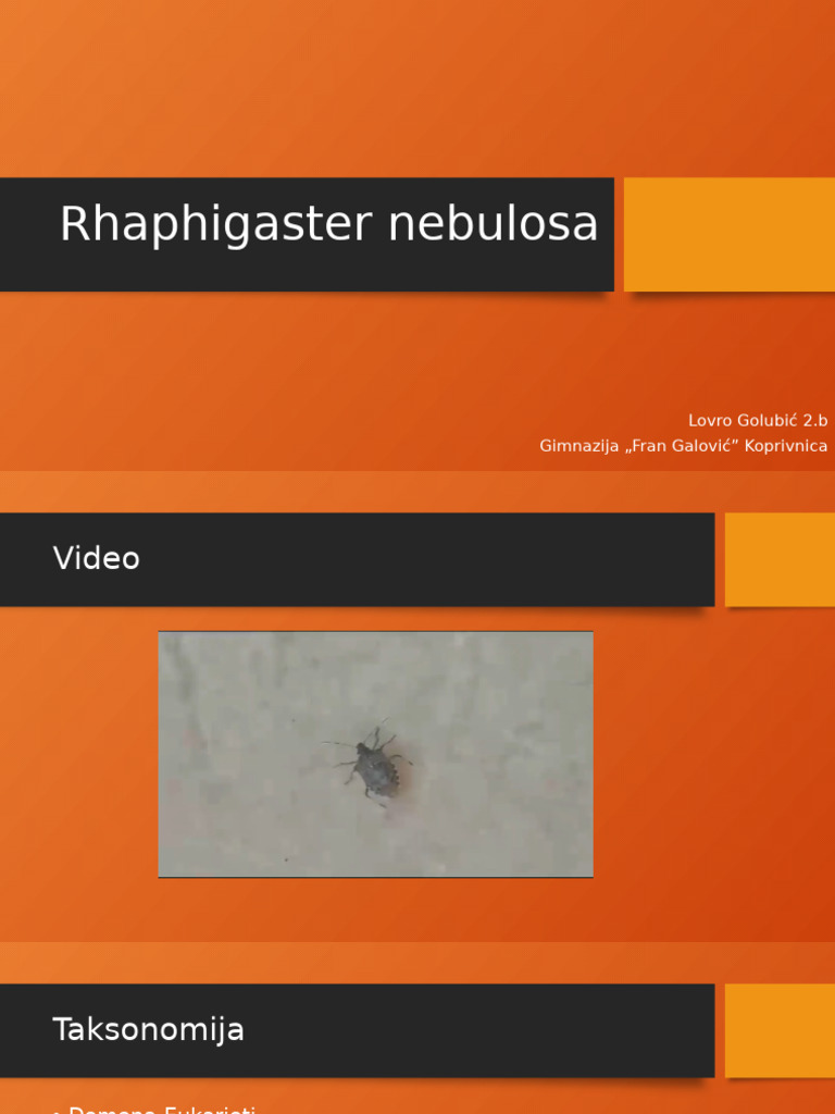 Rhaphigaster Nebulosa 1 | PDF