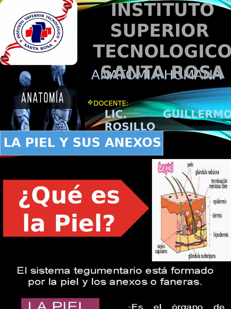 CLASE PIEL Y ANEXOS | PDF | Piel | Epidermis
