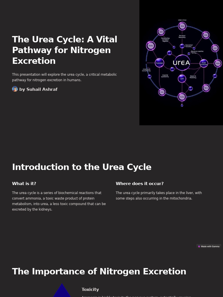 The Urea Cycle A Vital Pathway For Nitrogen Excretion | PDF | Urea ...