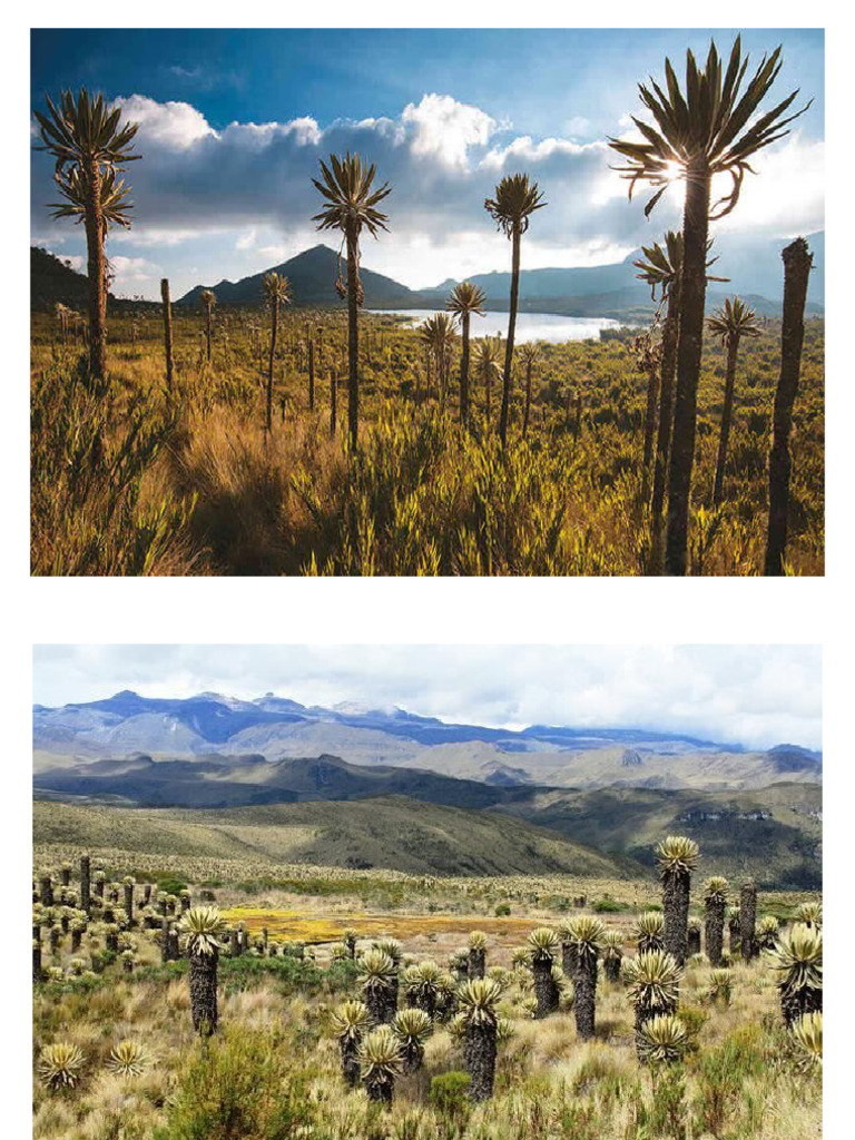 Ecosistemas de Páramos Andinos | PDF | Ecosistema | Paisaje