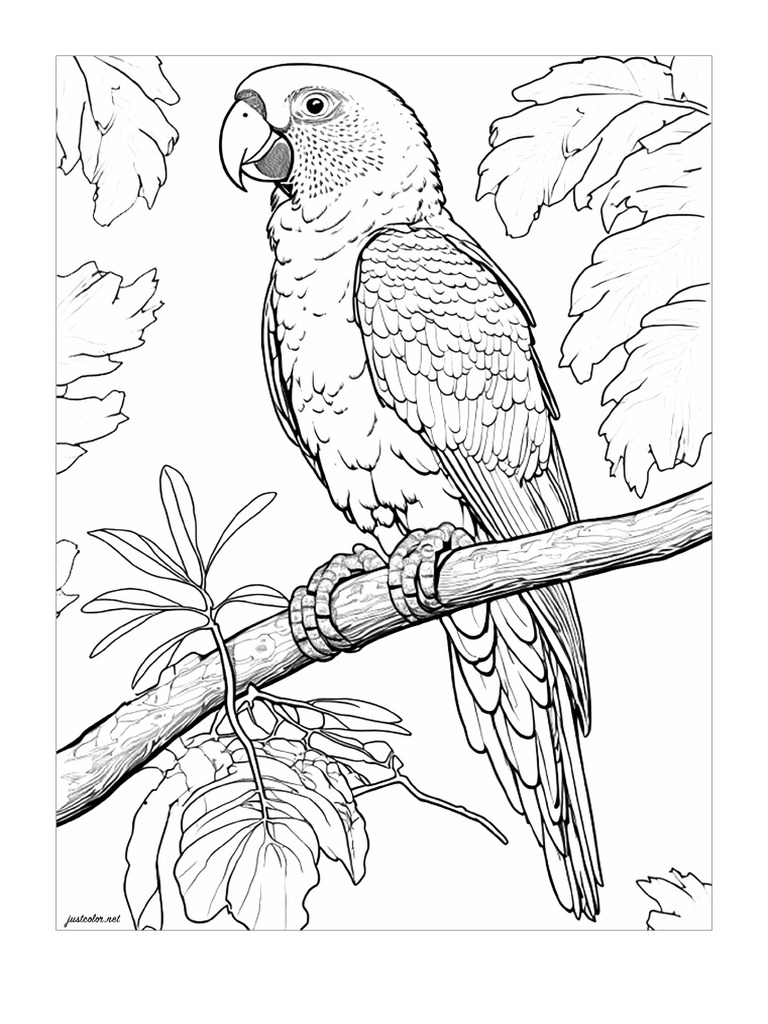 Colloring Parrot Realistic Isa | PDF