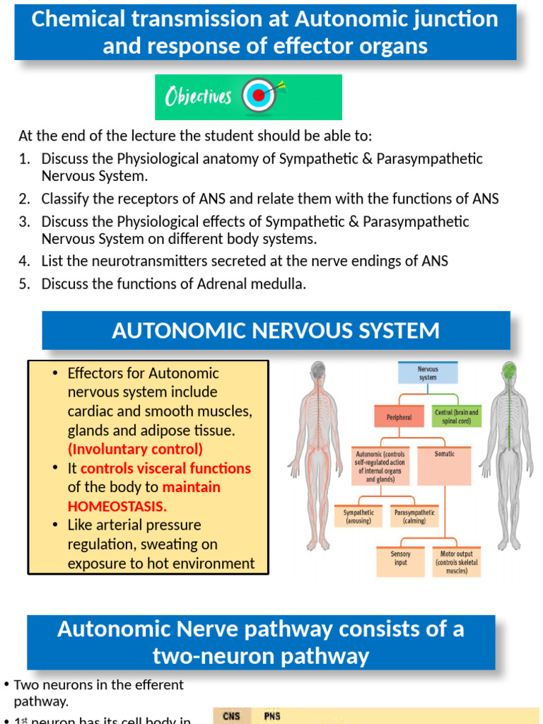 Chemical transmission at autonomic junction and response of effector ...