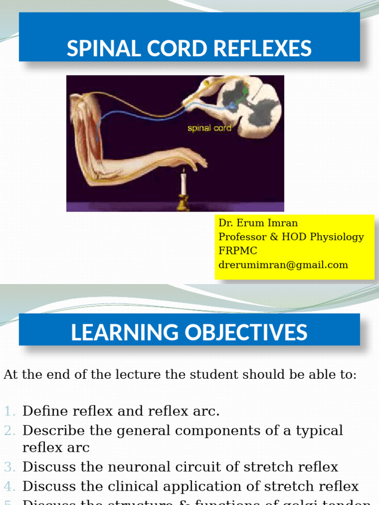 Stretch and Nociceptive Reflexes Explained | PDF | Motor Neuron ...