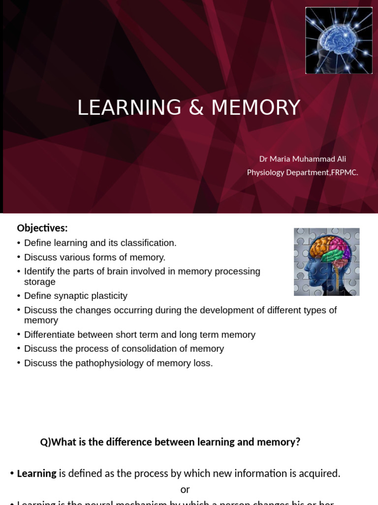 Learning and Memory | PDF | Synapse | Chemical Synapse