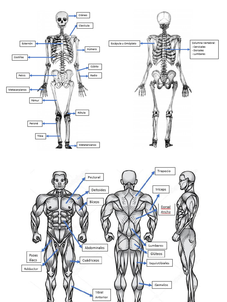 Huesos del Cuerpo Humano: Guía Completa | PDF