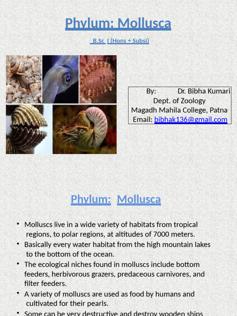 Mollusca | PDF | Mollusca | Molluscs