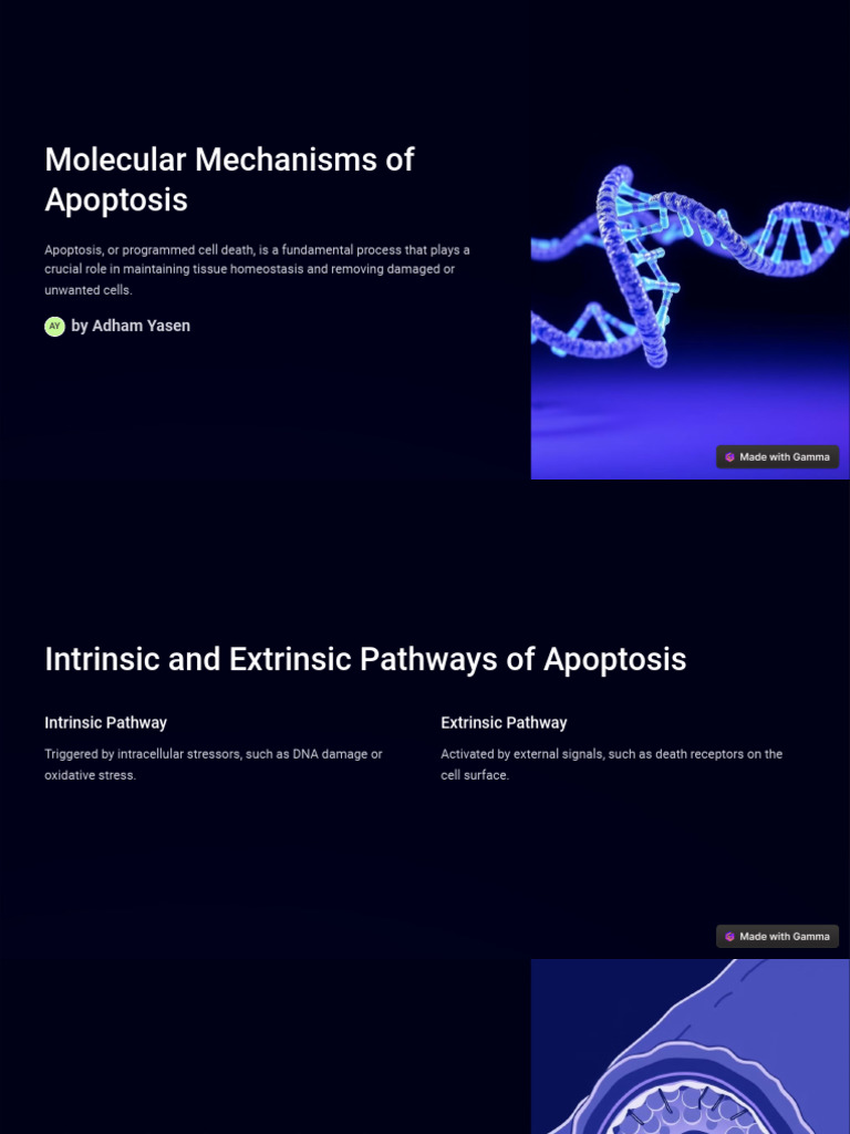 Understanding Apoptosis Mechanisms | PDF | Apoptosis | Cell Signaling