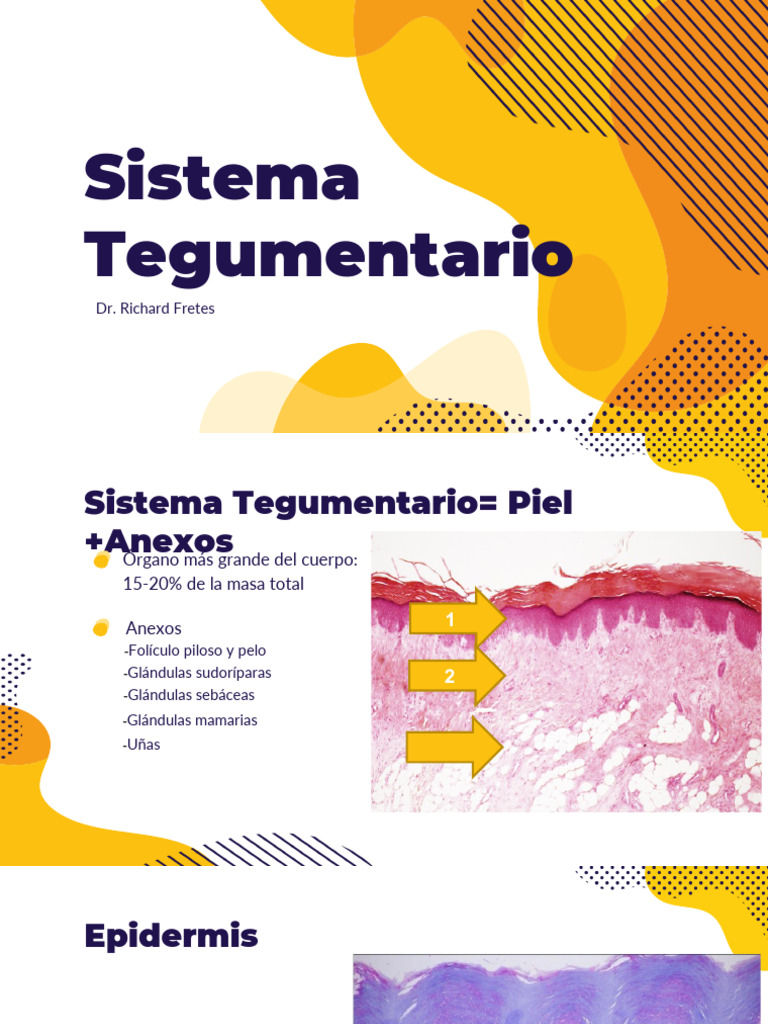 Sistema Tegumentario | PDF | Piel | Epidermis