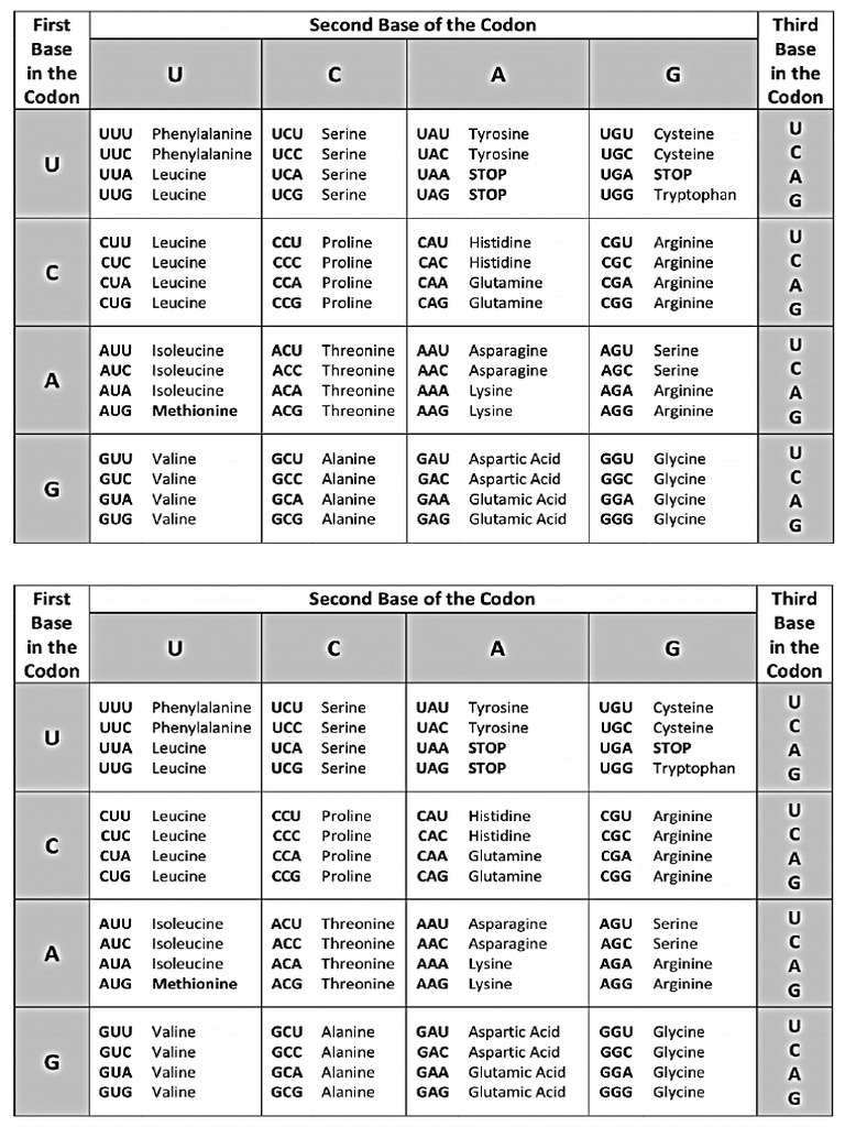 Genetic Code Table | PDF
