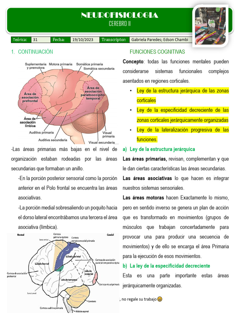 TEO.31-CEREBRO II-NEUROFISIOLOGIA Revisado | PDF | Afasia | Cerebro