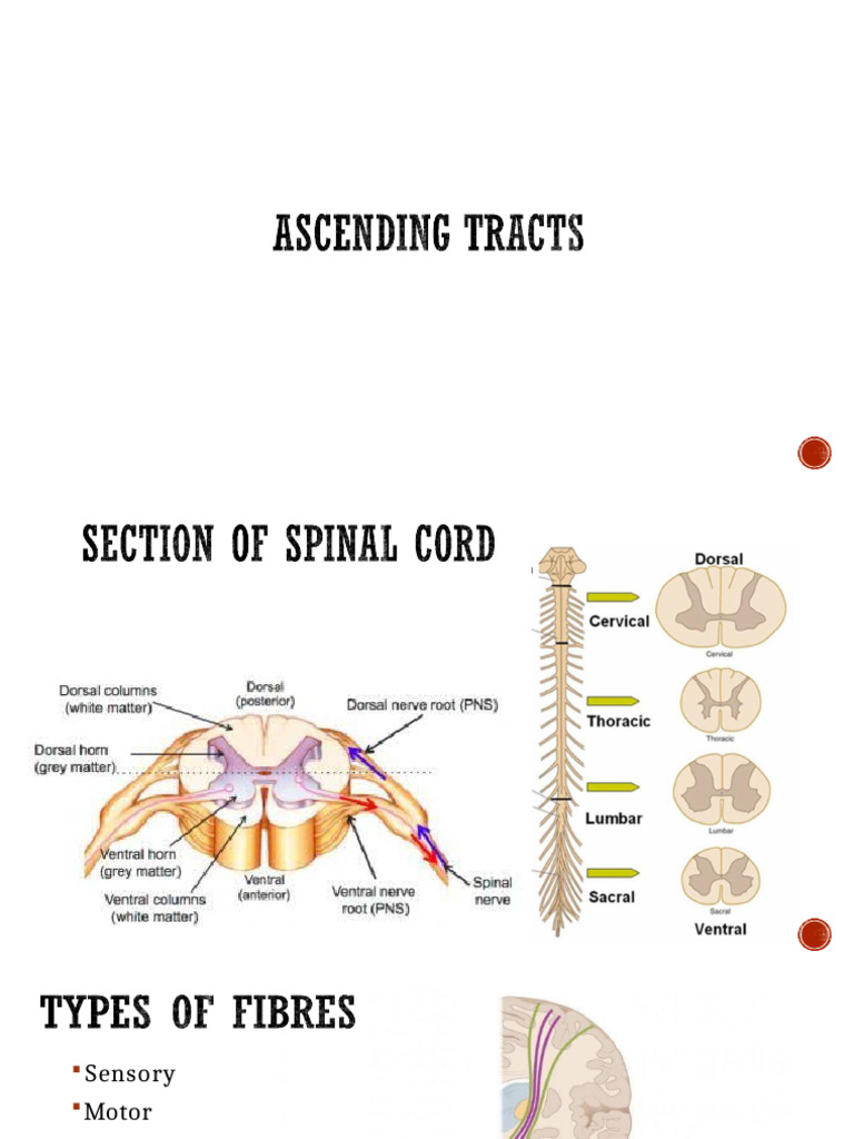 Ascending Tracts | PDF | Central Nervous System | Nervous System