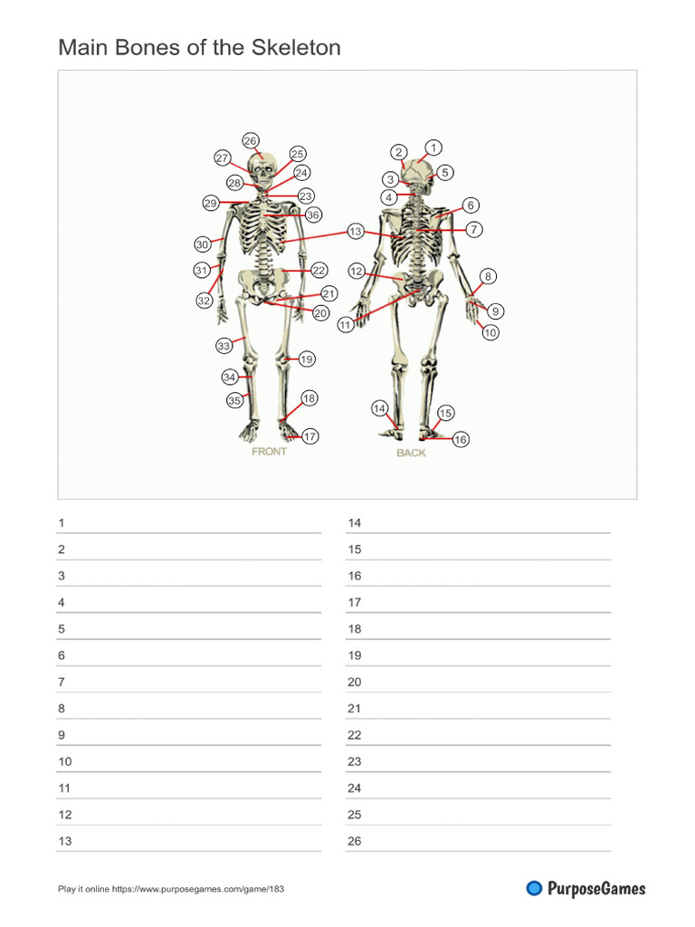 Worksheet Main Bones | PDF