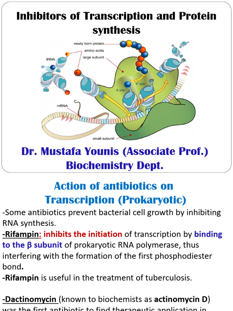 Antibiotic Inhibition of Transcrip and Translation Slide Share | PDF ...