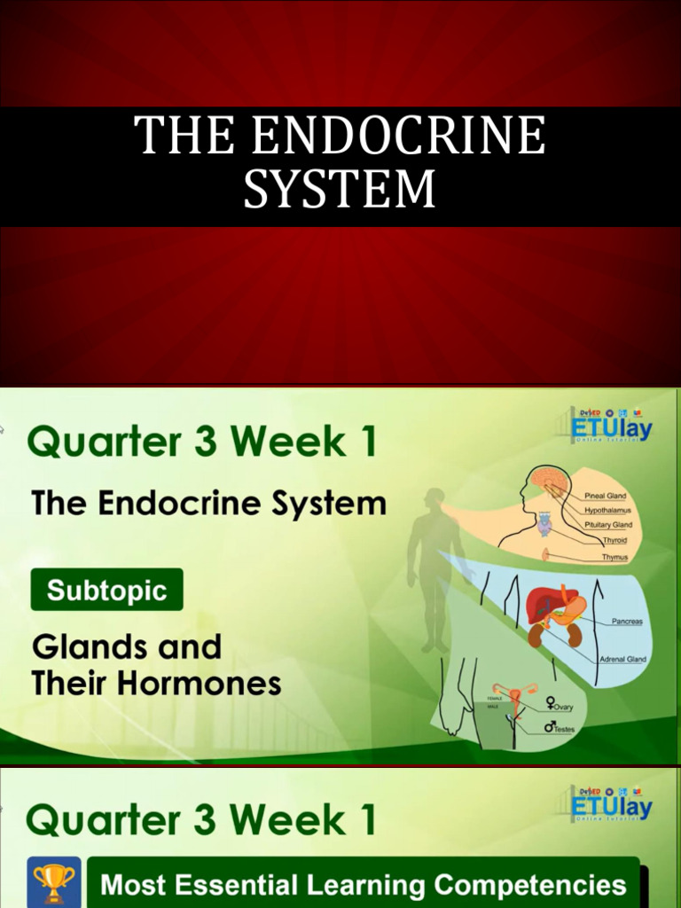 The Endocrine System | PDF