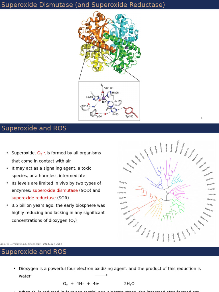 5325-SuperoxidaDismutase | PDF | Superoxide Dismutase | Superoxide