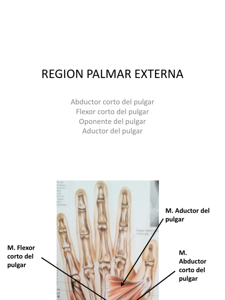 Region Palmar Externa | PDF
