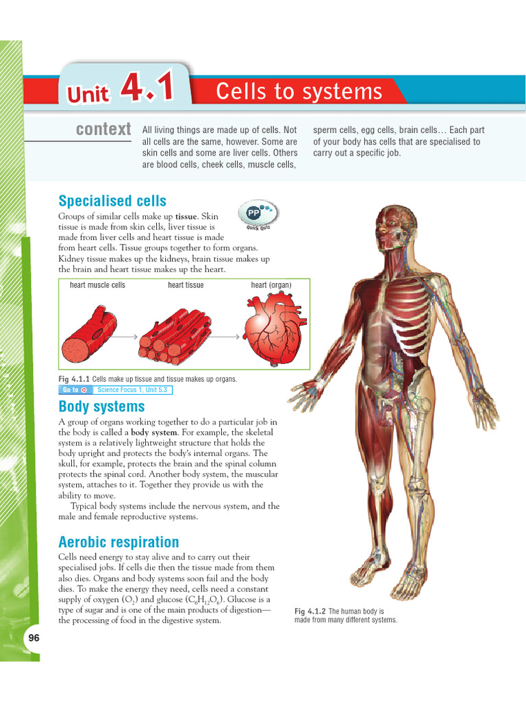 Cells, Tissues, and Body Systems Overview | PDF | Human Body | Urine
