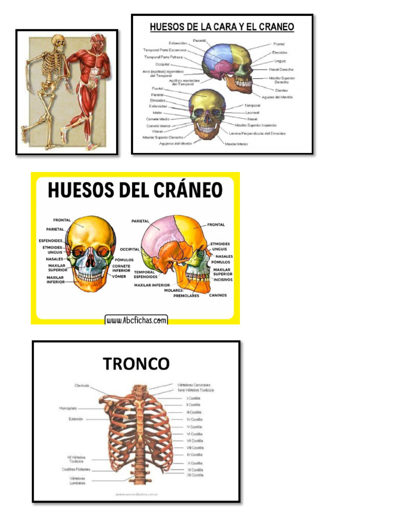 Huesos | PDF