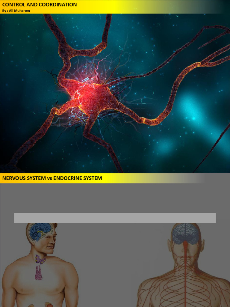 Nervous vs Endocrine System Overview | PDF | Action Potential | Axon