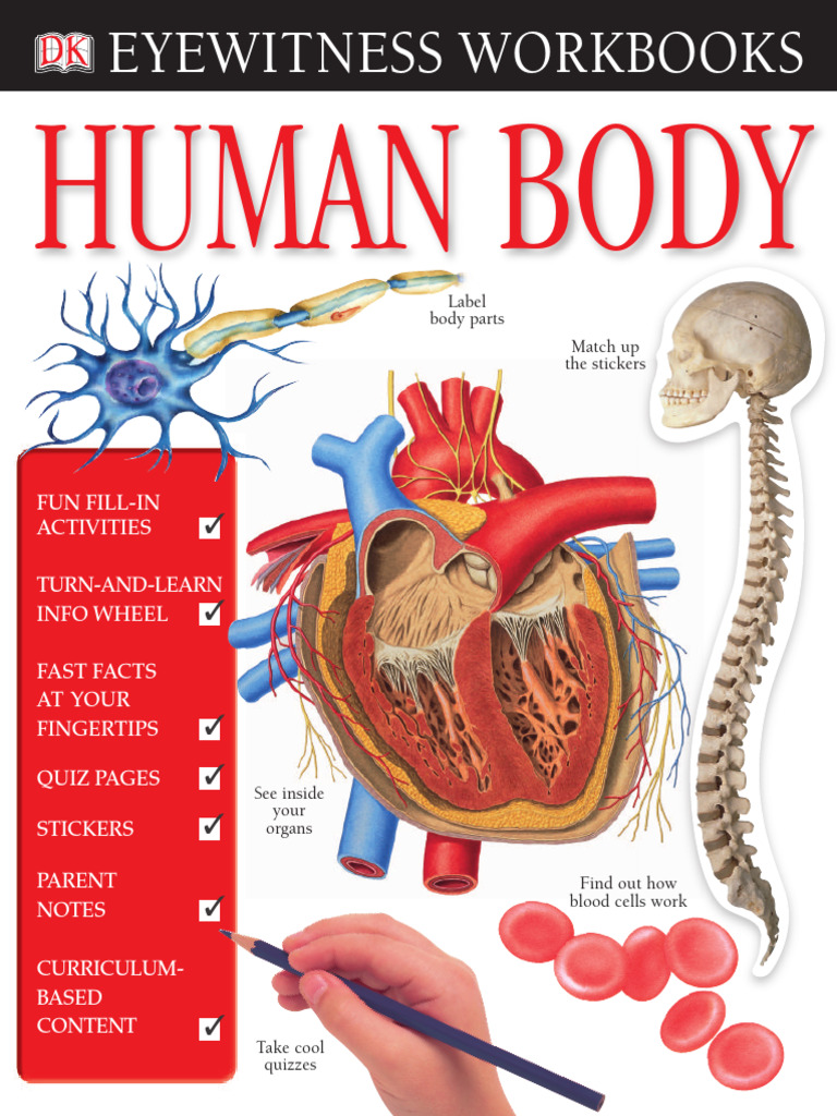 Human Body Activity Workbook | PDF | Human Body | Lung