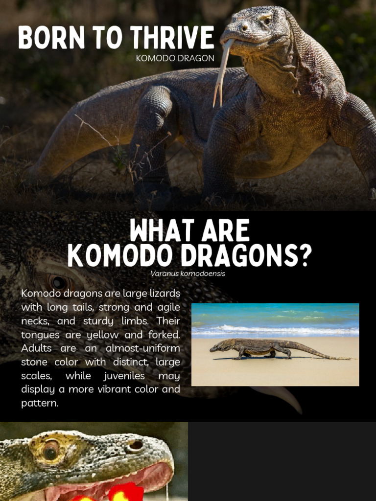 Komodo Dragons | PDF