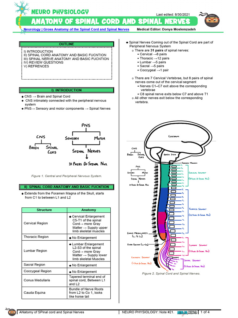 Gross Anatomy of The Spinal Cord and Spinal Atf | PDF | Spinal Cord ...